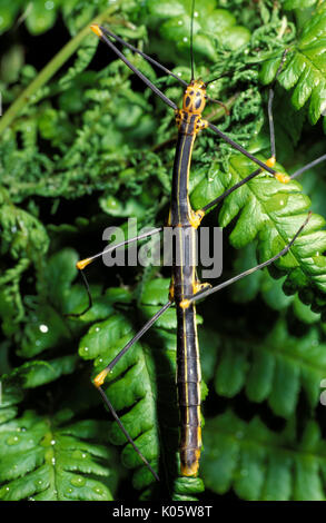 Peruvian Fern Stick insect, Oreophotes peruana, Male, Iquitos Peru ...