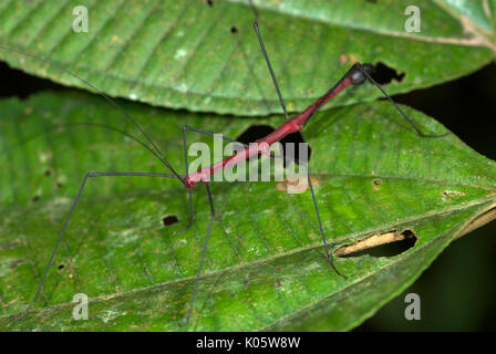 Peruvian Fern Stick insect - Oreophotes peruana - captive animal ...