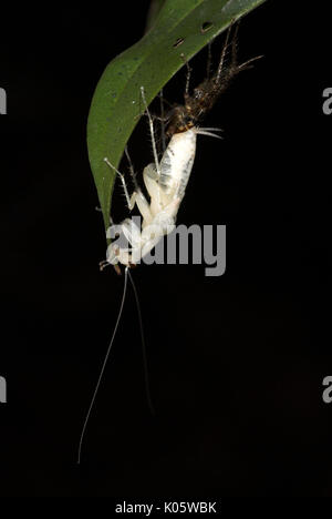 Grasshopper shedding skin, Manu, Peru, jungle, moulting, changing ...