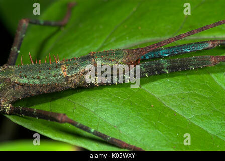 Stick Insect, Phasmatidae sp., Manu, Peru, jungle, camouflaged on leaf ...