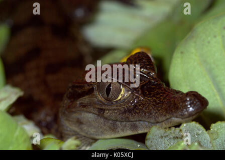 Spectacled Caimen, Caiman crocodilus, Iquitos, Northern Peru, nocturnal ...