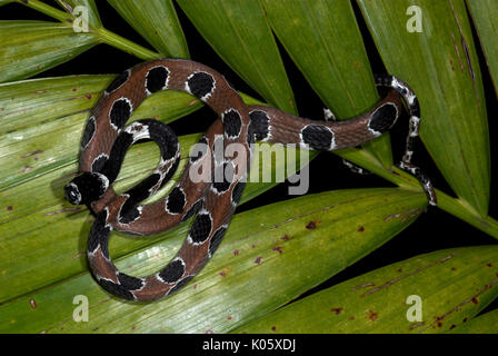 Ornate Thirst Snake or Snail Eating Snake Dipsas catesbyi Nauapa River ...