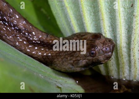 South American Water Snake (Helicops angulatus) in a pool on the ...