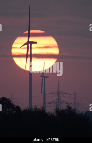 Hanover, Germany. 22nd Aug, 2017. Baby elephants play around in the ...