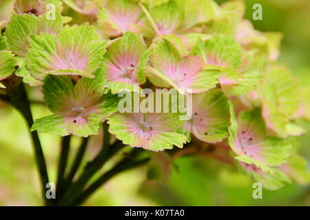 Hydrangea 'Magical Rhapsody' in full bloom in an English garden border ...