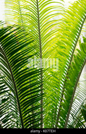 Encephalartos natalensis - the natal cycad Stock Photo - Alamy