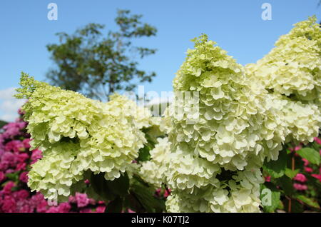 Hydrangea paniculata 'Magical Moonlight' flower in full bloom in an ...