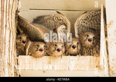 young Common Kestrels at nesting box / Falco tinnunculus Stock Photo ...