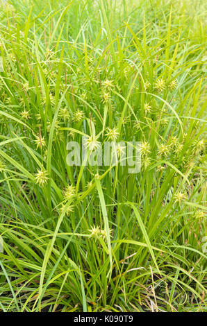 Mace sedge (Carex grayi Stock Photo - Alamy