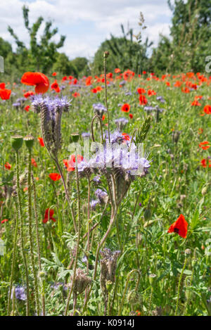 Poppy flowers (Papaver rhoeas) and lacy phacelia (Phacelia ...