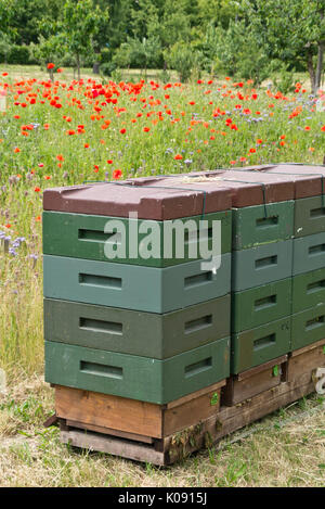 Poppy flowers (Papaver rhoeas) and lacy phacelia (Phacelia ...