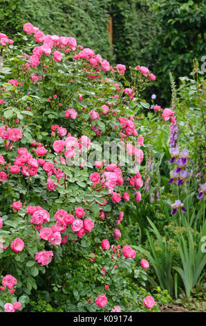 Shrub rose (Rosa Angela Stock Photo - Alamy