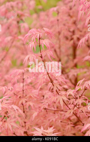 Japanese maple (Acer palmatum 'Taylor' Stock Photo - Alamy