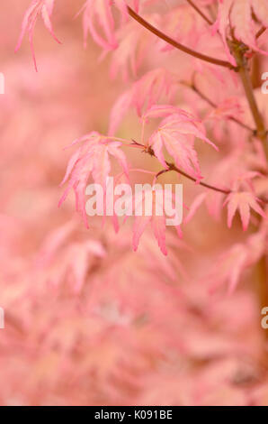 Japanese maple (Acer palmatum 'Taylor' Stock Photo - Alamy