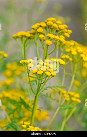 Tanacetum Vulgare, common Tansy a species of Tansies native to Europe ...