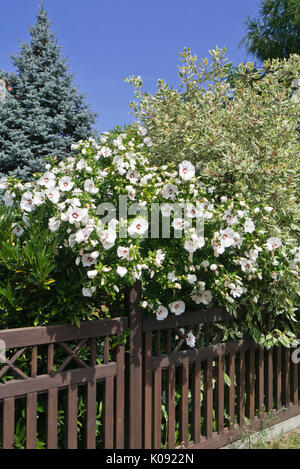 hibiscus, garden fence, plant, fences Stock Photo - Alamy