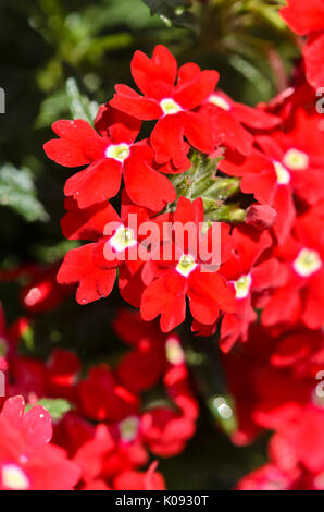 Flowers of Peruvian Verbena, Glandularia peruviana Stock Photo - Alamy