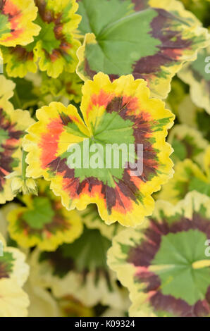 PELARGONIUM MRS. POLLOCK Stock Photo - Alamy