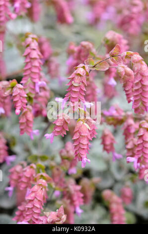 Cretan dittany (Origanum dictamnus), flower, occurrence on Crete Stock ...