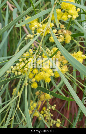 Hakea wattle (Acacia hakeoides Stock Photo - Alamy