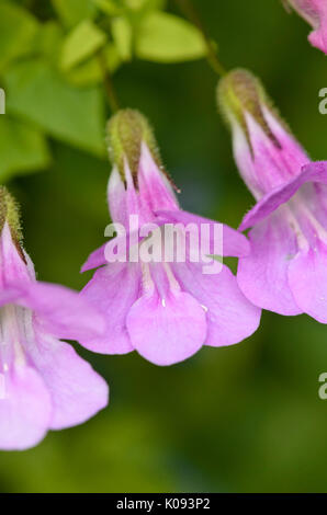 Climbing snapdragon, Asarina scandens, syn.,Maurandya scandens,climber ...