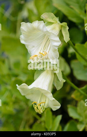 Cathedral bells (Cobaea scandens Stock Photo - Alamy