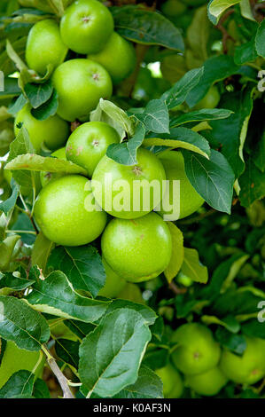 Large bunch of green Granny Smith Apples at a Farmers Market Stock ...