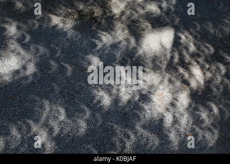 Crescent-Shaped Reflections of Solar Eclipse Through Leaves on Pavement ...
