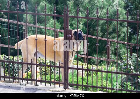 A barking dog behind metal gate Stock Photo - Alamy