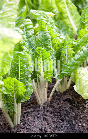 beetroot in a vegetable patch Stock Photo - Alamy