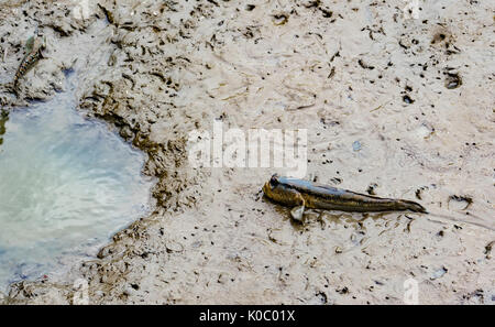 Blue spotted Mudskipper, Mudskipper, Thailand, mud, fish, goby ...