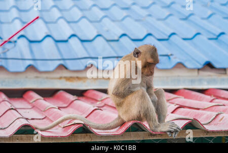 Monkey sitting sad and depressed on the roof of the house Stock Photo ...