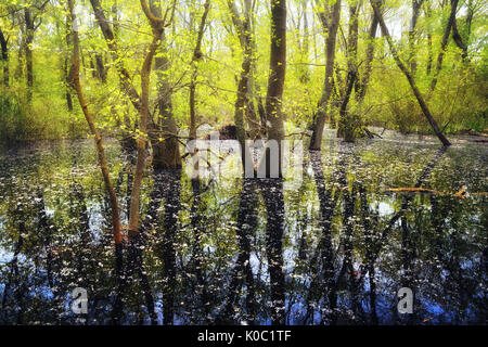 Old Letea Forest, amazing tourist attraction in Danube Delta, Romania ...