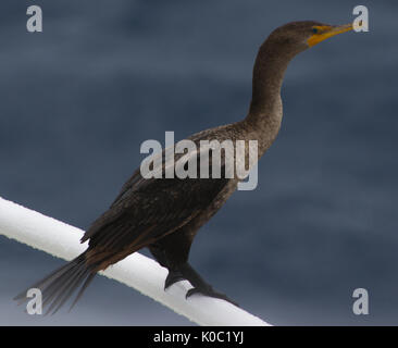 Great Cormorant juvenile, (Phalacrocorax carbo Stock Photo - Alamy