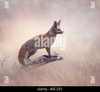 Fennec Fox on a tree Stock Photo - Alamy