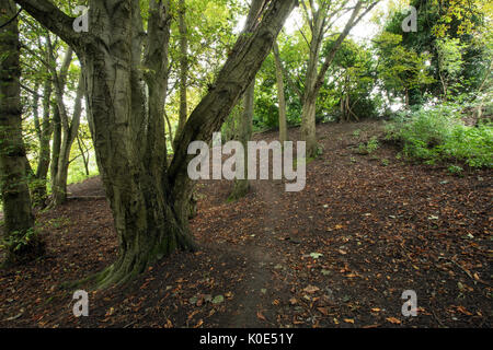 Woodland in the Loose valley conservation area, Kent,UK Stock Photo - Alamy