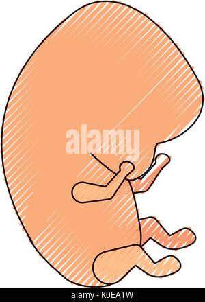 colored crayon silhouette of side view pregnancy process in female body ...