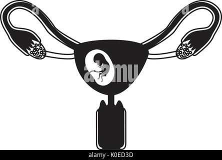 black silhouette of female reproductive system ovaries with fertilized ...