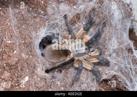Socotra Island Blue Baboon Tarantula, Monocentropus balfouri, Female ...