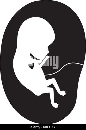 black silhouette of side view fetus human embryo growth in placenta ...