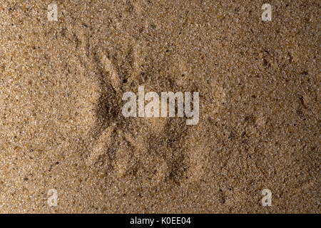 Sand Spider, Sicarius terrosus, Sequence 2 of burying in sand, also ...