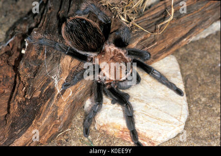 Tarantula Spider Mexican Rose Grey Brachypelma pallidum Mexico Stock ...