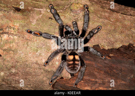 Tarantula Spider, Venezuela Sun Tiger, Psalmopeous irminia, Venezuela ...