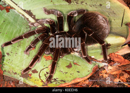 Tarantula Spider, Steely Blue Bird Eating, Pamphobeteus antineus ...