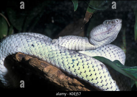 Philippines Pit Viper (Trimeresurus flavomaculatus) on black background ...