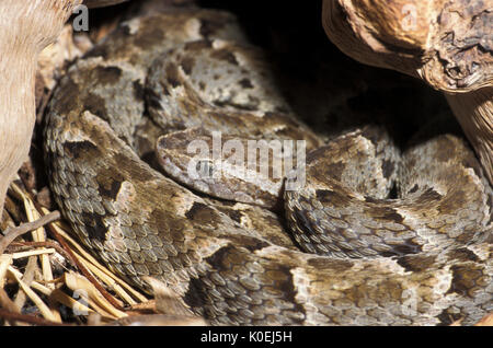 Brazilian Lancehead / Bothrops moojeni Stock Photo - Alamy