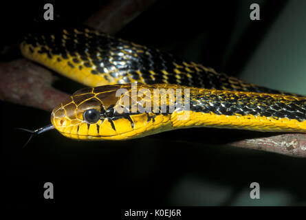 Yellow-bellied puffing snake (Pseustes sulphureus Stock Photo - Alamy