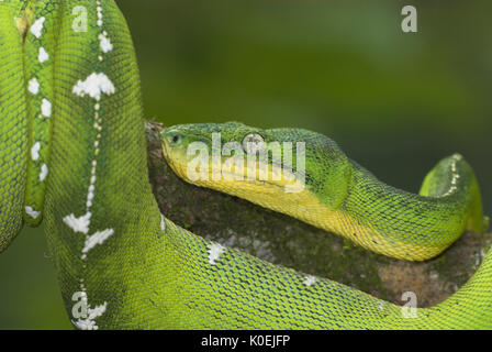 Emerald Tree Boa Snake, Corallus caninus, rainforests of South America ...