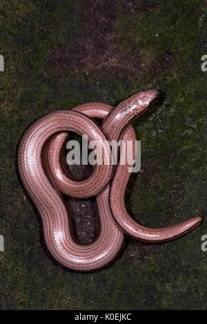 Slow worm Angulus fargilis, legless lizard, at edge of garden, basking ...