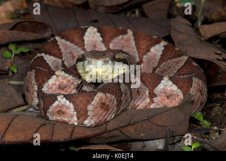 Jumping Pitviper Snake, Atropoides mexicanus, Central American ,jumping ...